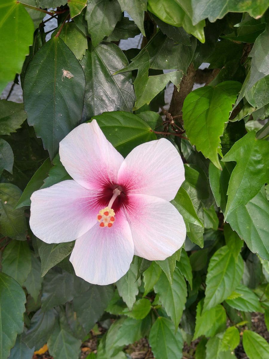 Going Inward – Rising Beyond